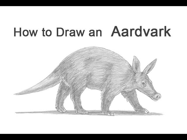Aardwolf Drawing