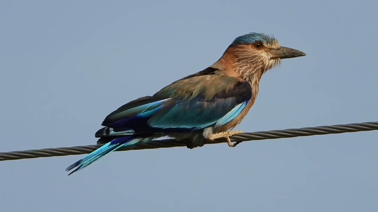 Indian Roller Bird - YouTube