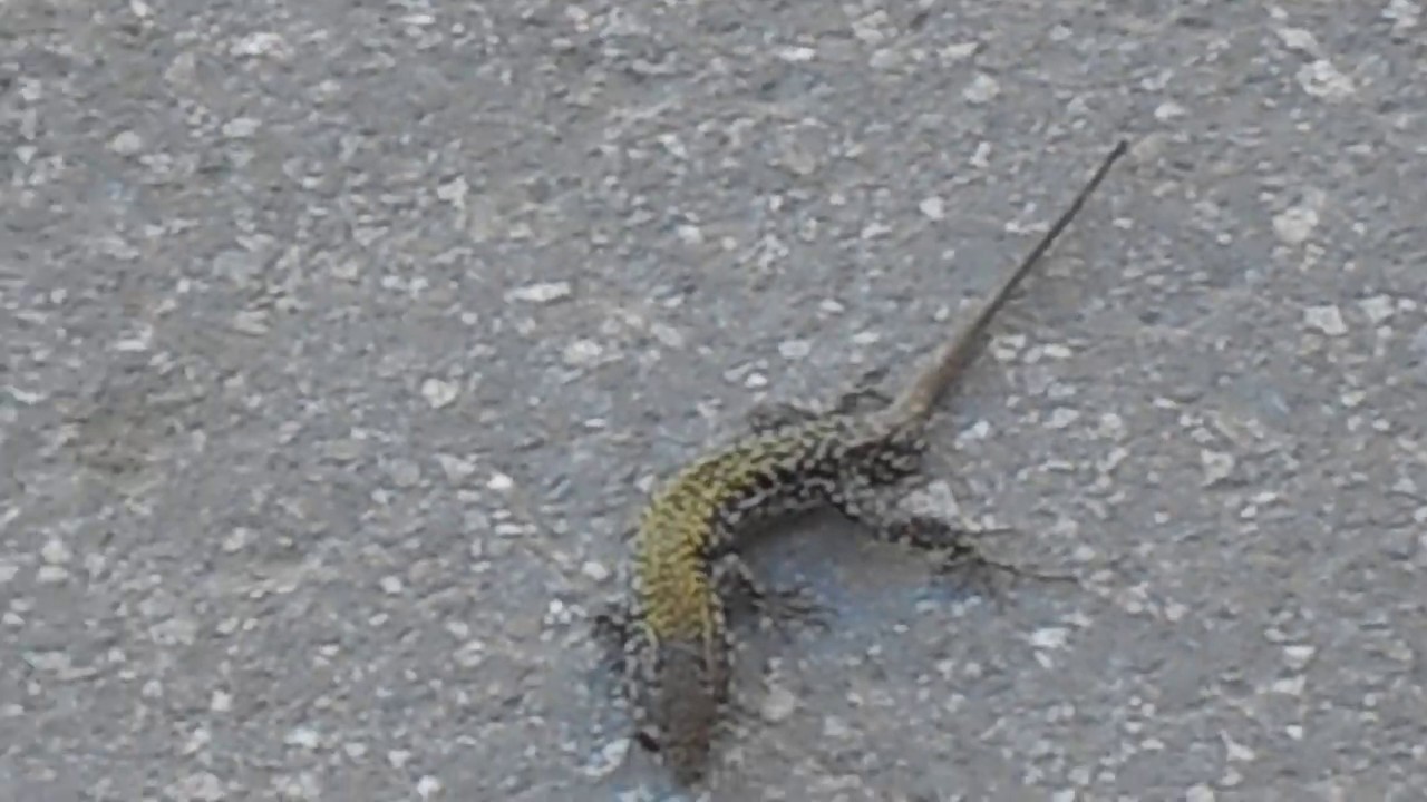 Italy | Day 2: Part 2: The Dying Lizard ;( - YouTube