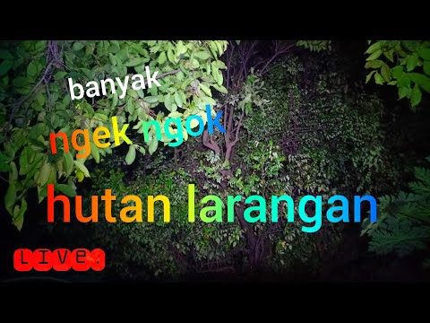Live Misteri || Kembali Hutan Larangan || Sarang S3t4n