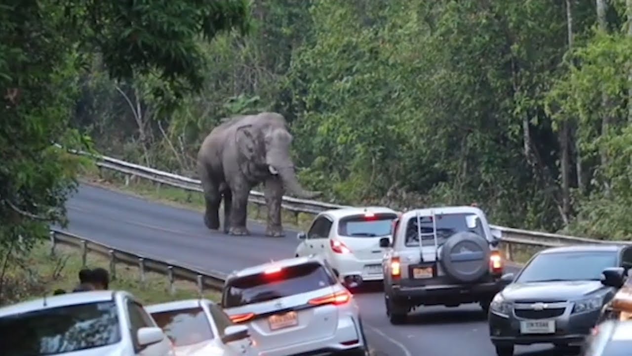 Fierce wild elephant pushes back cars along mountain road - YouTube