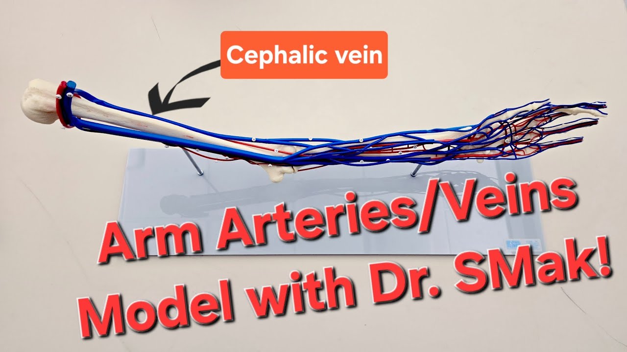 Arm Arteries and Veins Model with Dr. SMak! - YouTube