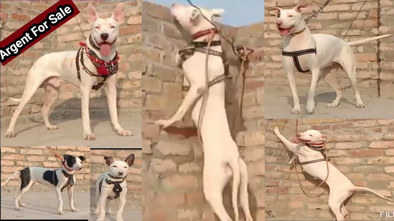 Pure Kohati Gultair kennel | Dogs Setup in Kohat | @Pk Animals - YouTube