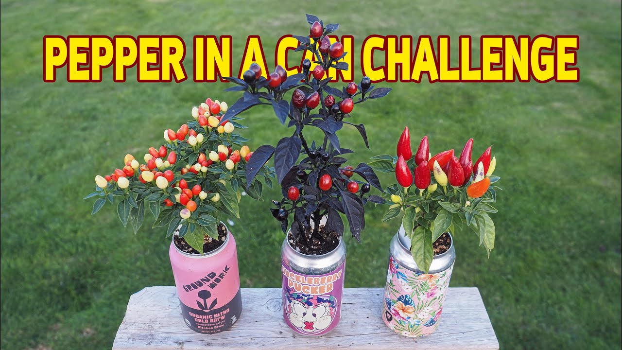 Pepper in a Can Challenge Update - YouTube