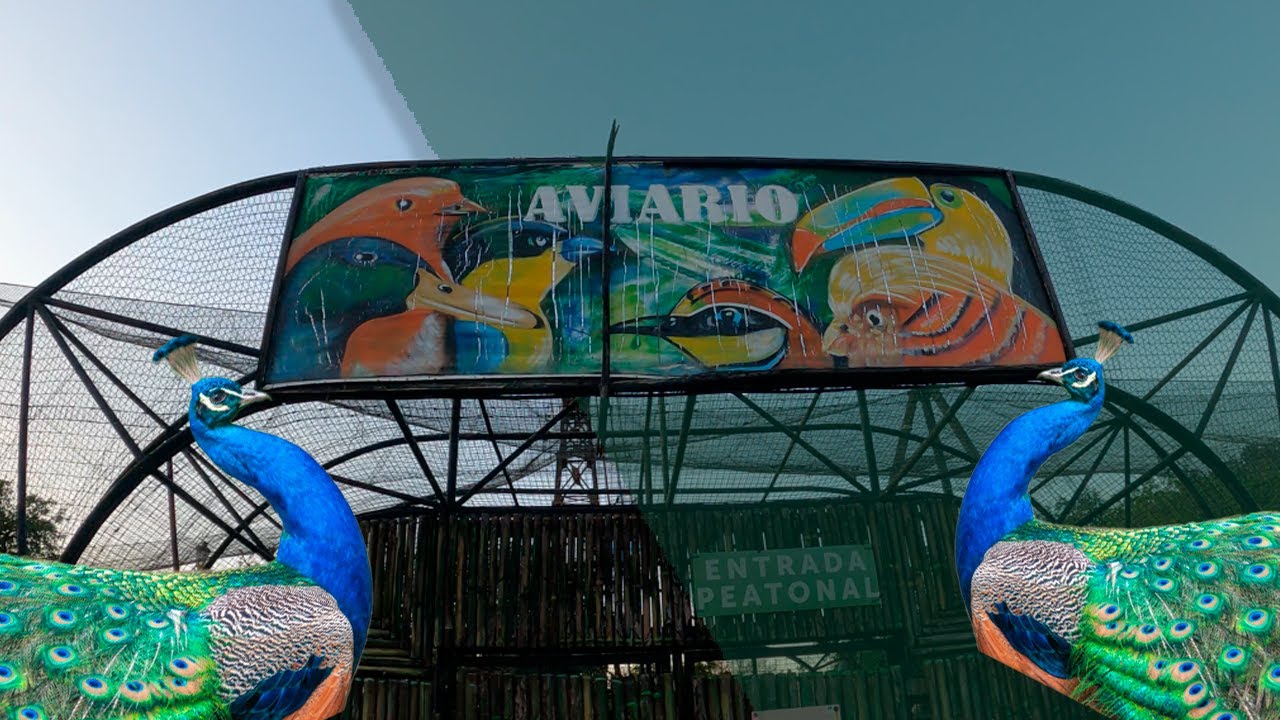 Visitando el Aviario Parque La Pastora Monterrey - YouTube