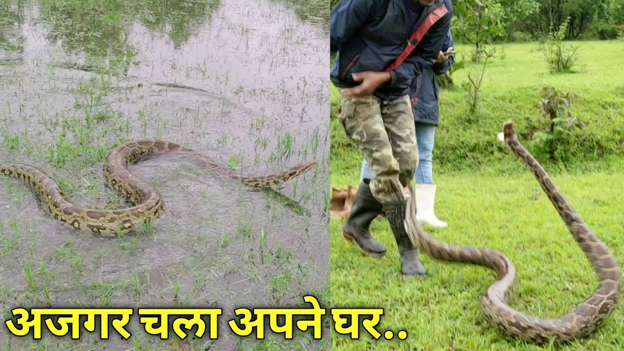 बन आधिकारीके सहयोग से मुक्त किया इस अजगर को.. Python released in cooperation with the forest ...