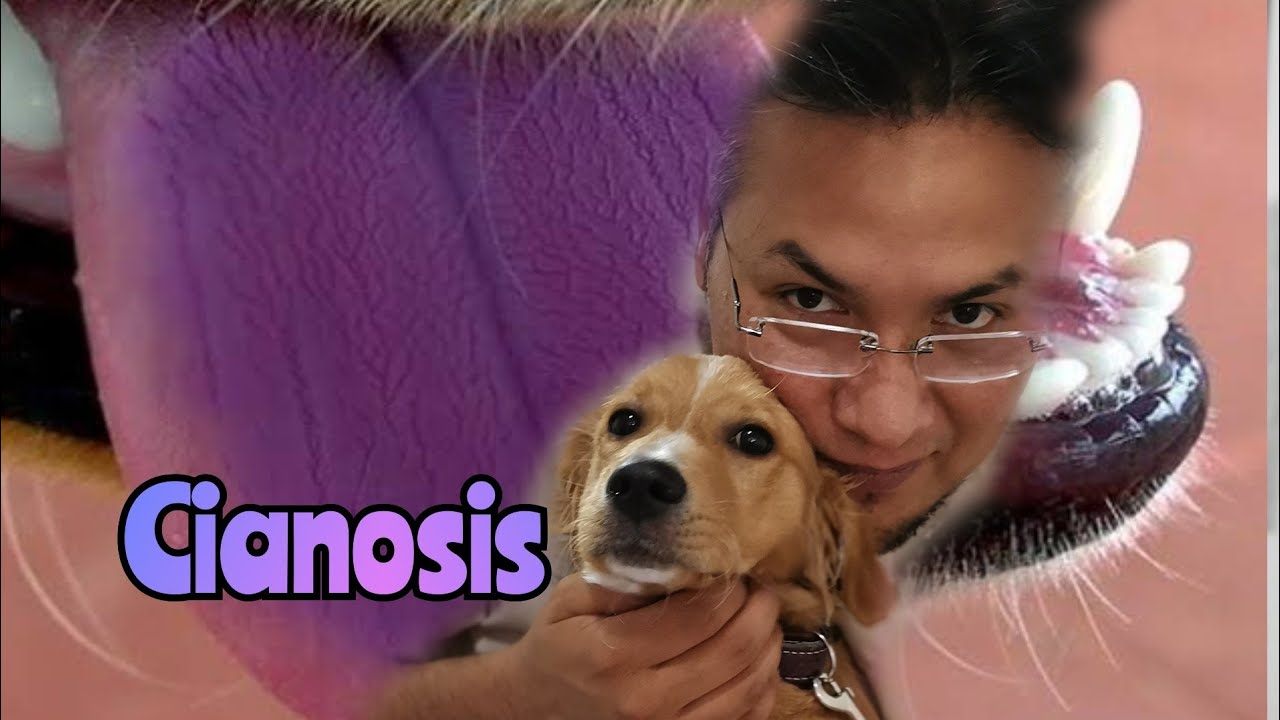 ¿Qué significa la lengua azul en los perros? Cianosis - YouTube