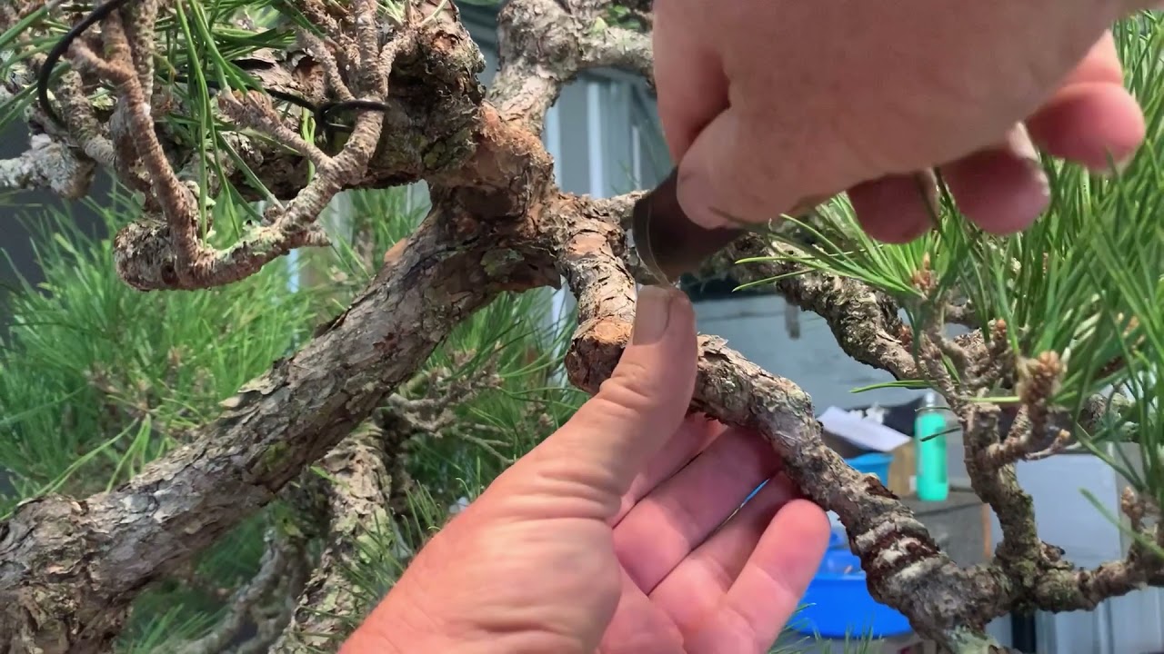Air layering 1951 Pine - YouTube