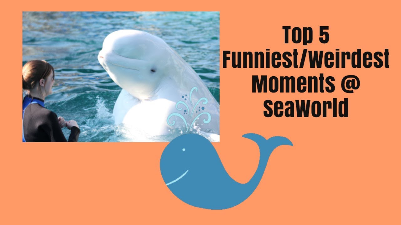 Top 5 Funniest/Weirdest Moments @ SeaWorld - YouTube