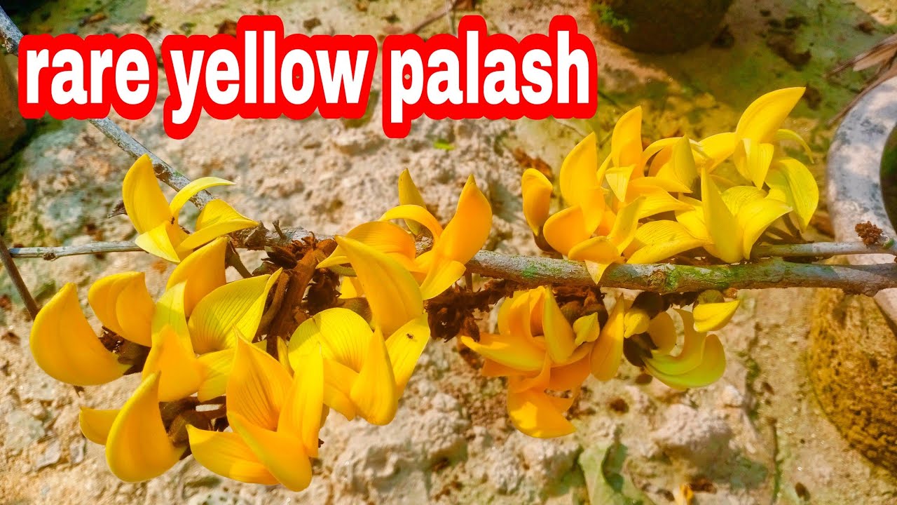 Palash Flower