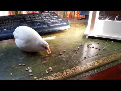 Widget the Tame Button Quail