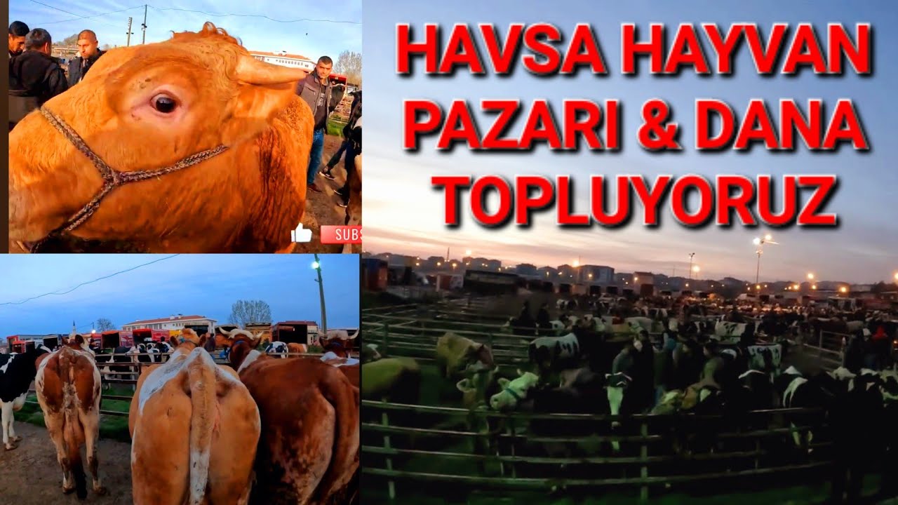 HAVSA HAYVAN PAZARI & DANA TOPLUYORUZ & TRAKYA ROTA YEM @CengizÇaylı # ...