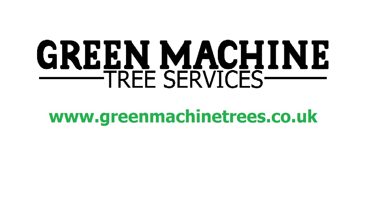 Large beech tree dismantle - Green Machine Tree Services - YouTube