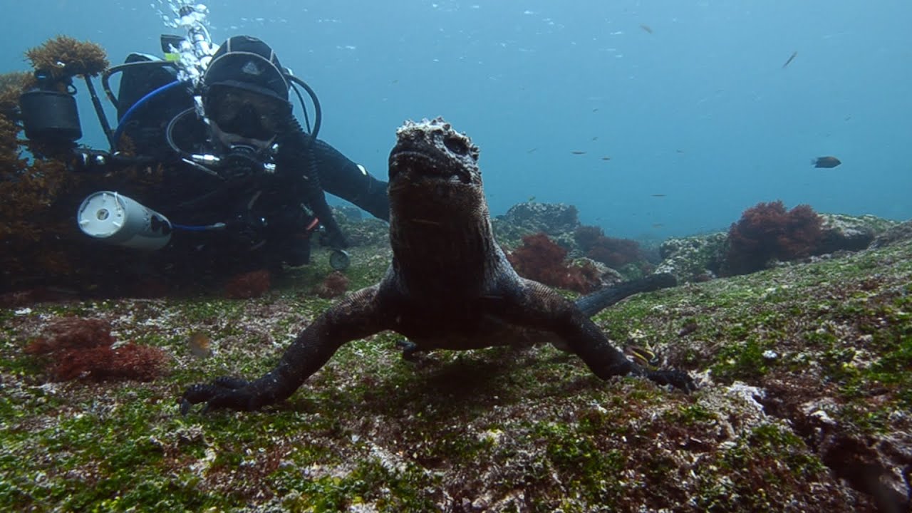 Diving with dinosaurs - The marine iguanas of Galapagos - YouTube