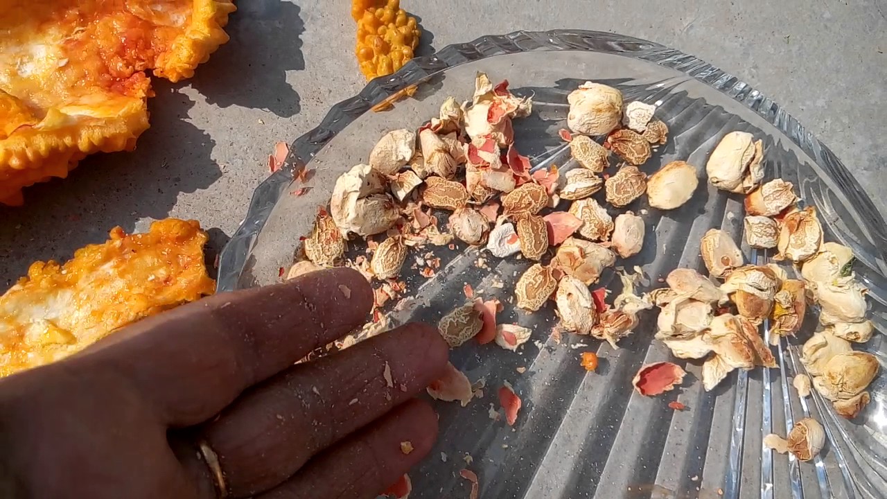 196 How To Collect Seed From Bitter Gourd KARELA Bitter Melon 196-how-to-collect-seed-from-bitter-gourd-karela-bitter-melon