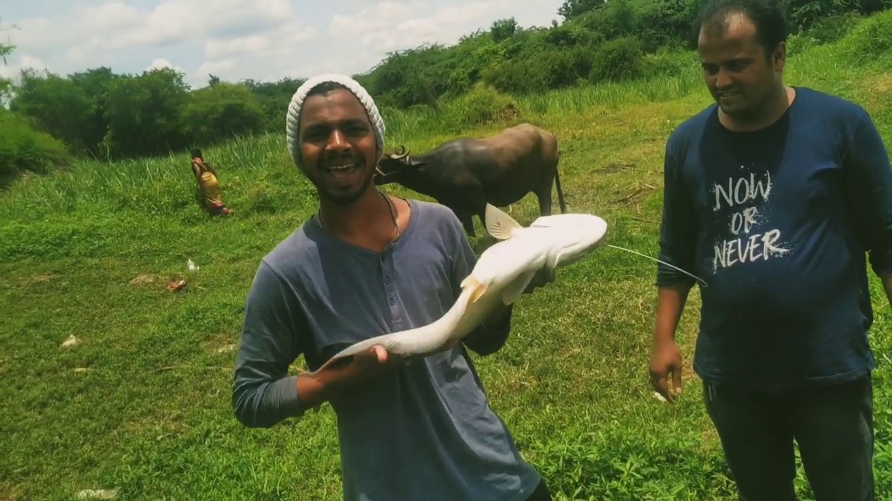 Ballu catfish)catfish fishing) white Lele - YouTube