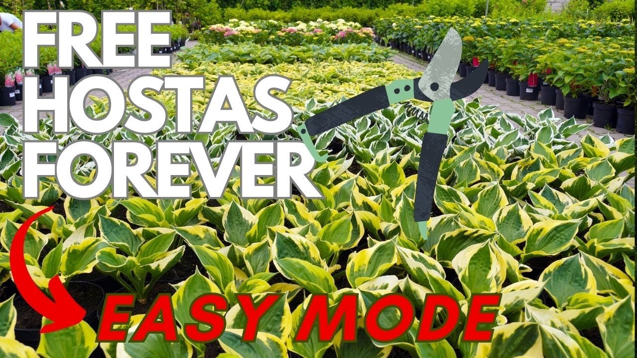 Easy way to propagate a single hosta plant into hundreds of plants ...