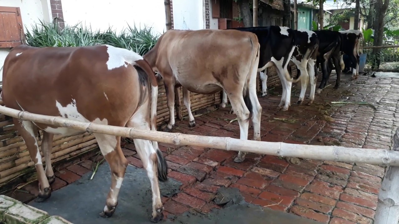 উন্নত মানের ৮টি ১২ মাসের বকনা সল্পদামে বিক্রয় করা হবে। // bokna ...