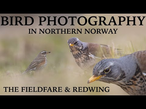 BIRD Photography // from Photo blind // The FIELDFARE & REDWING - YouTube