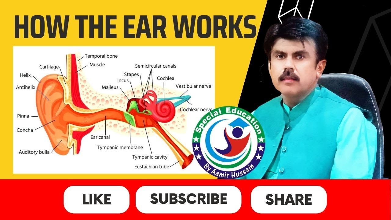 How the ear works | Special Education by Aamir | Speech Therapist - YouTube