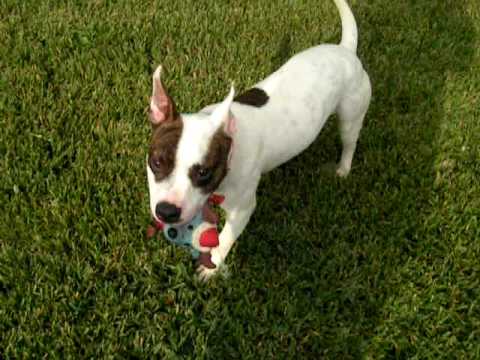 HumVee, Pocket Pit Bull for Adoption Houston TX - YouTube