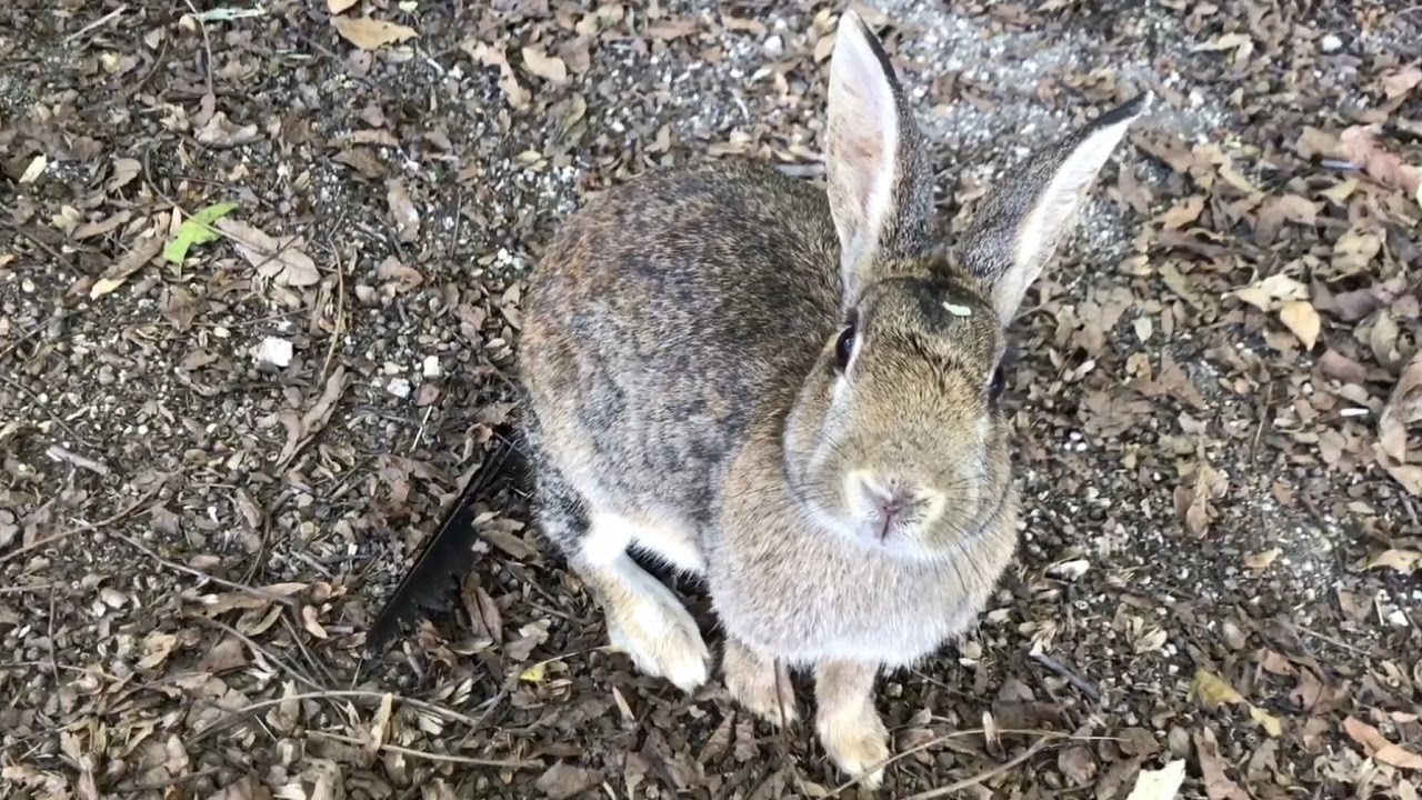 Those pampered bunnies are super cute! - YouTube