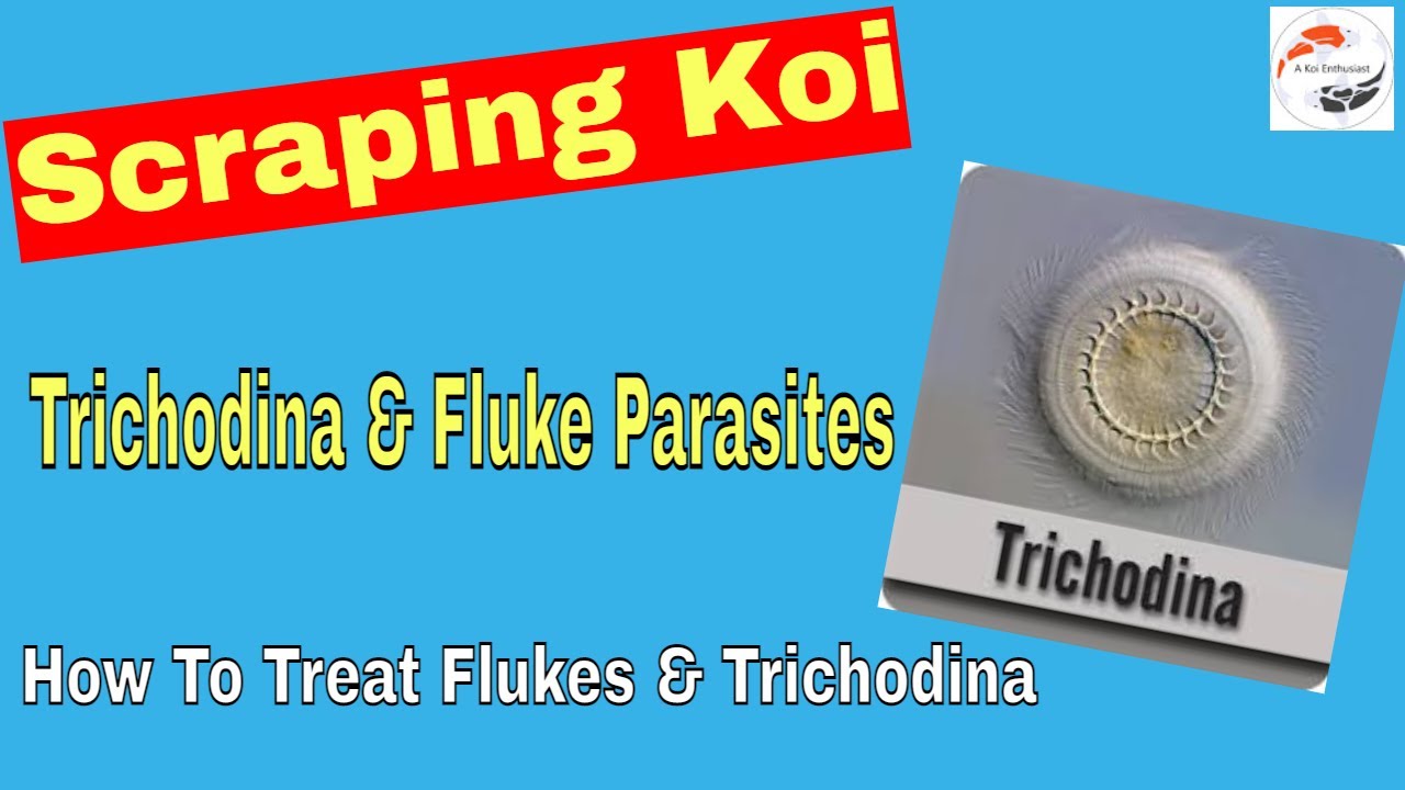 Scraping Koi **Finding Trichodina and Fluke Parasites** - How To Treat ...