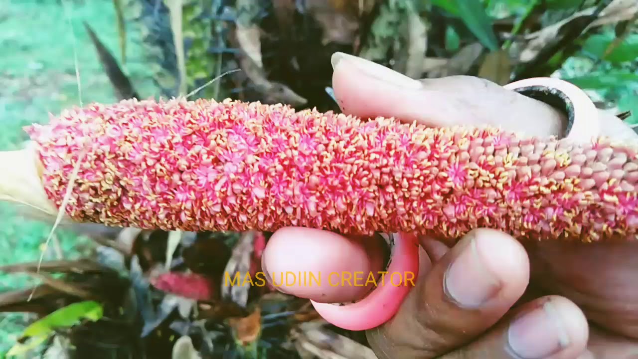 Cara mudah mengawinkan bunga SALAK." Tanpa ribet pasti jadi berbuah ...