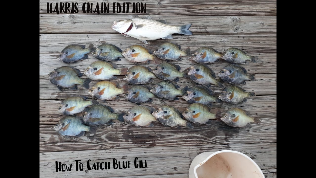 How To Catch Giant Florida Bluegill. Harris Chain Edition - YouTube