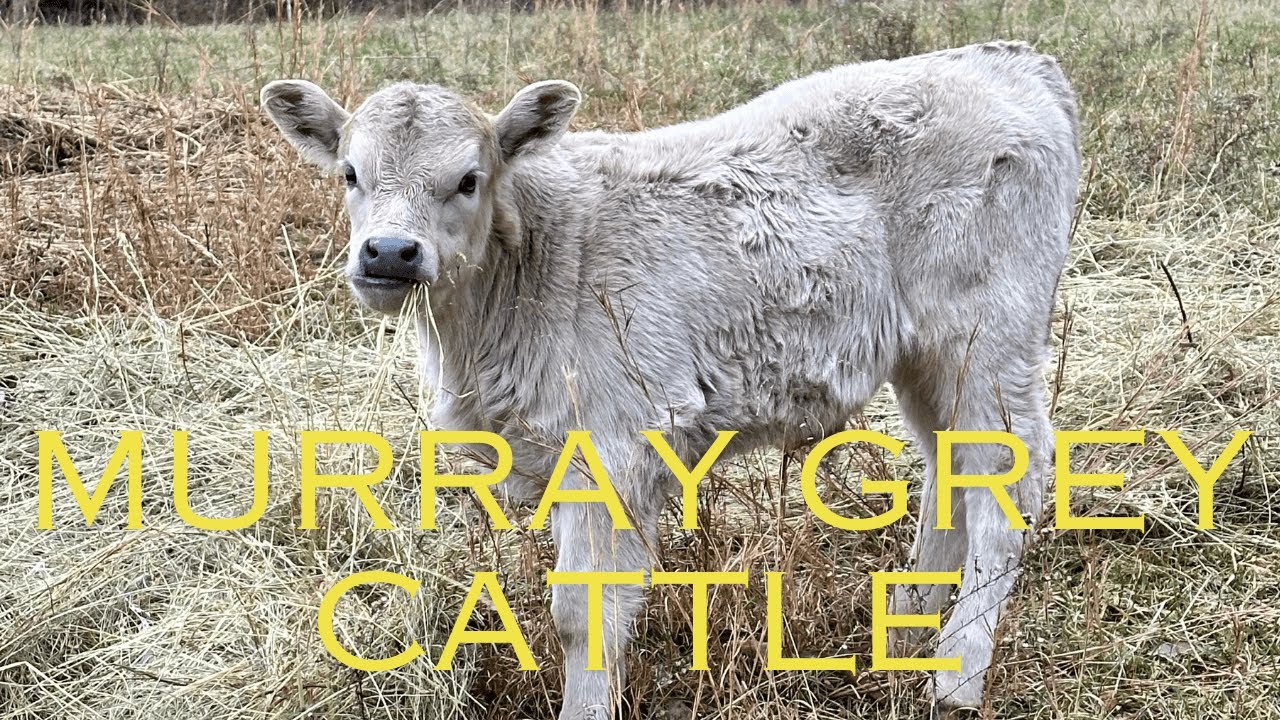 EP. 28 | Murray Grey Cattle | NO Grain, Just Grass and Hay - YouTube