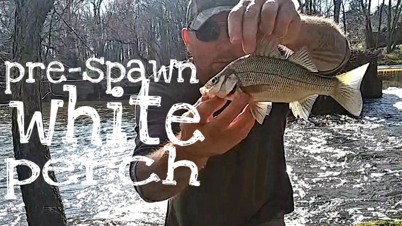 Pre spawn white perch fishing - YouTube