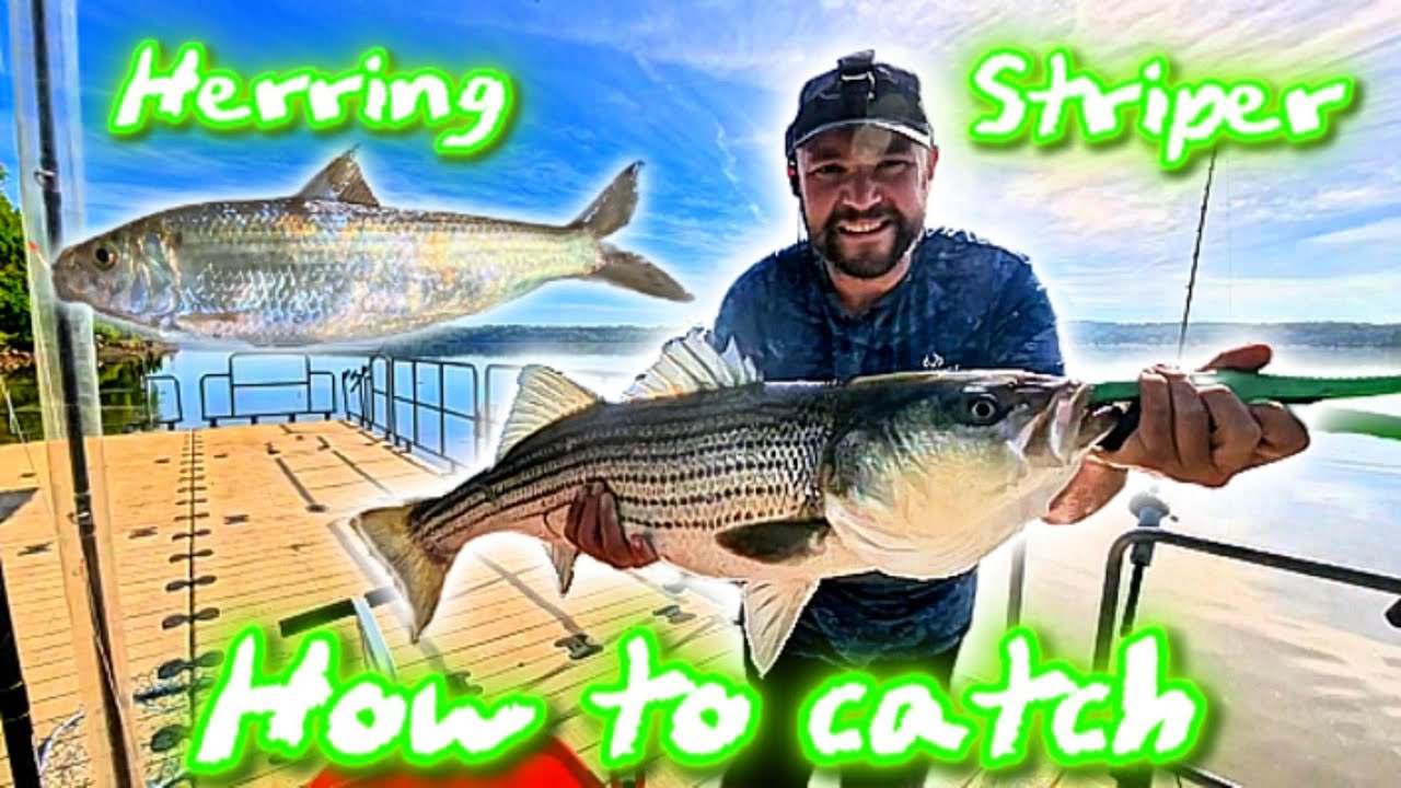 HOW TO catch bait from shore and fish docks for STRIPED BASS on the ...
