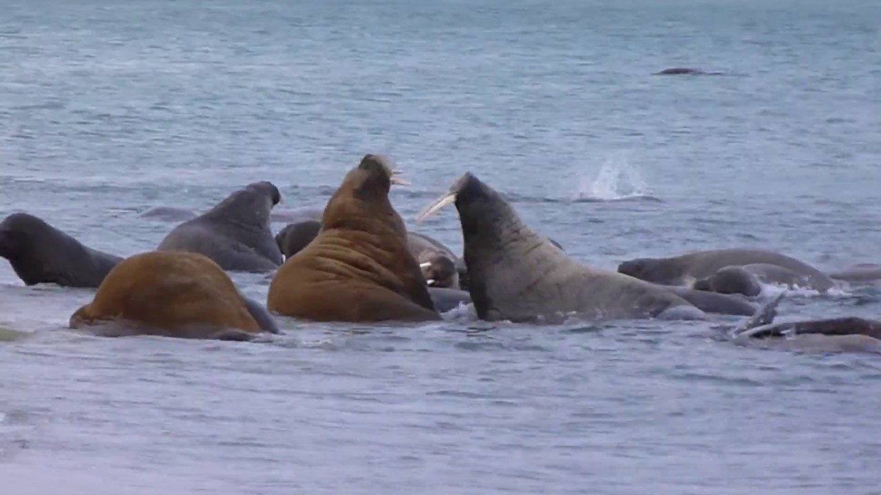 Morses Voyage en Arctique Août 2013 - YouTube