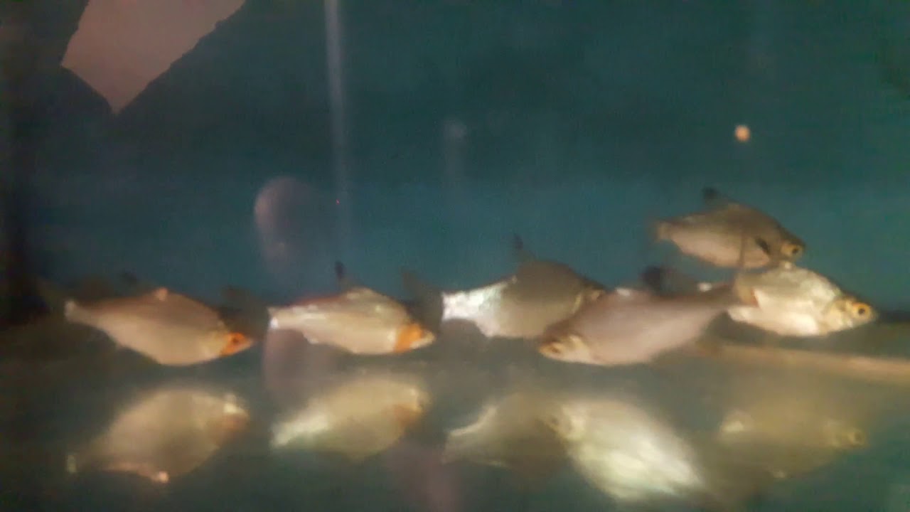 Tinfoil Barb / Goldfoil Barb,/Schwanefeld's Barb/ River Barb - YouTube