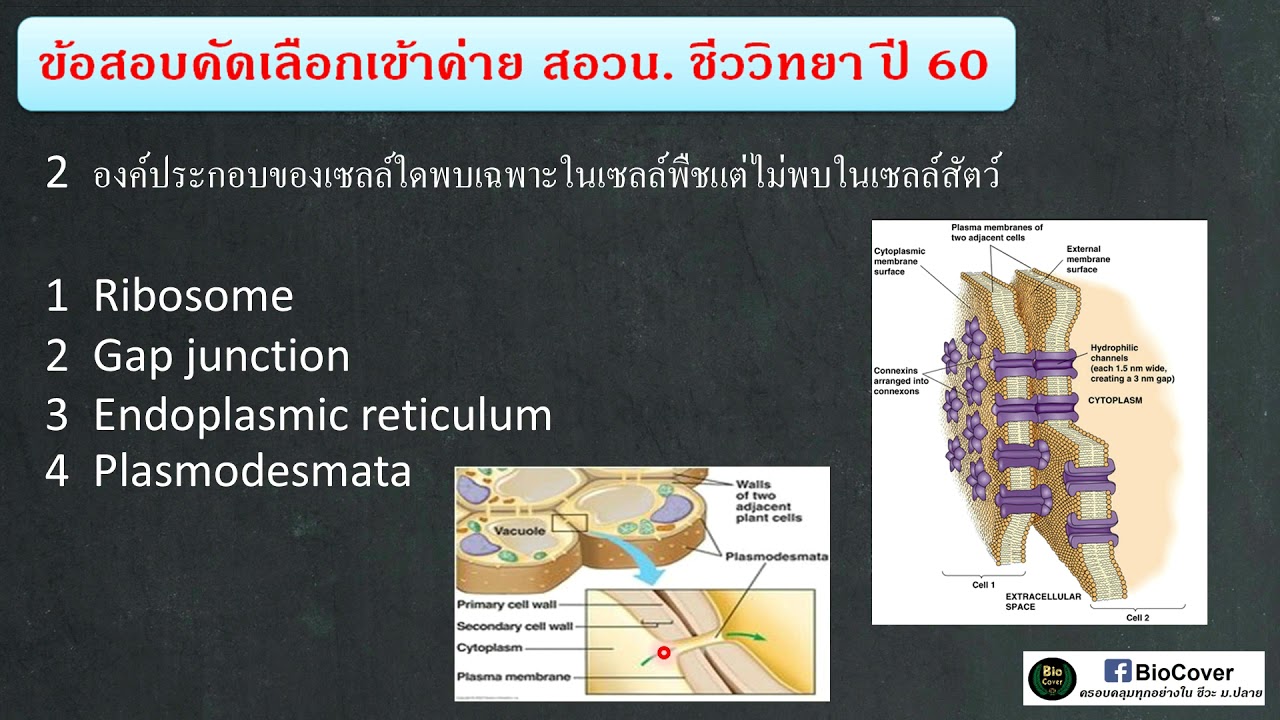 เฉลยข้อสอบ สอวน ชีวะ ปี 60 ข้อ 2 : Gap junction และ Plasmodesmata - YouTube