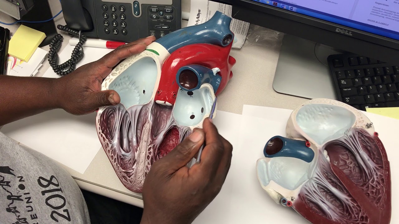 Basic Heart Circulation: Blood Flow. Nystrom Large Heart - YouTube