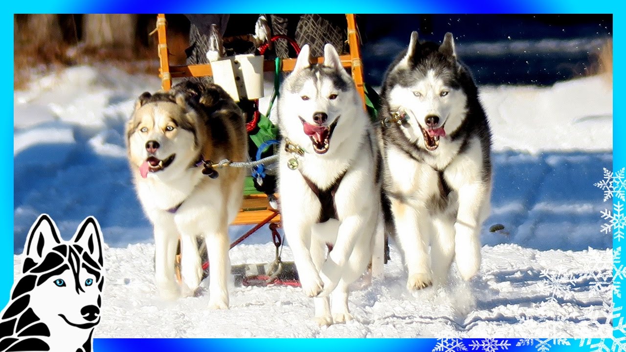DOG SLEDDING ADVENTURE | GoPro Hero5 Black GoPro Karma Grip - YouTube