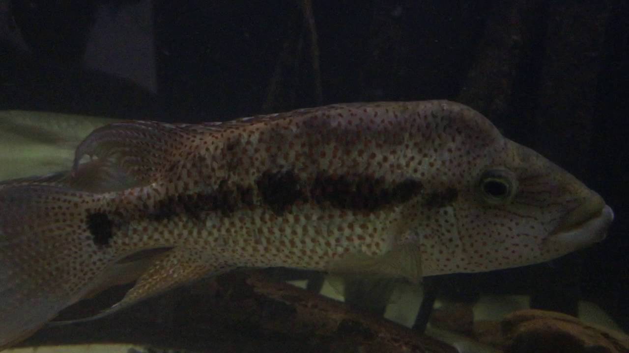 chiapaheros grammodes - YouTube