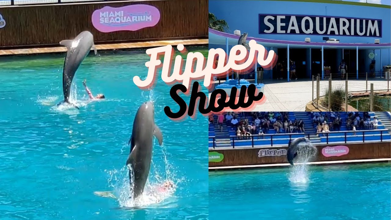 Miami Seaquarium Dolphin Show (Full Show) | Miami Seaquarium Flipper ...