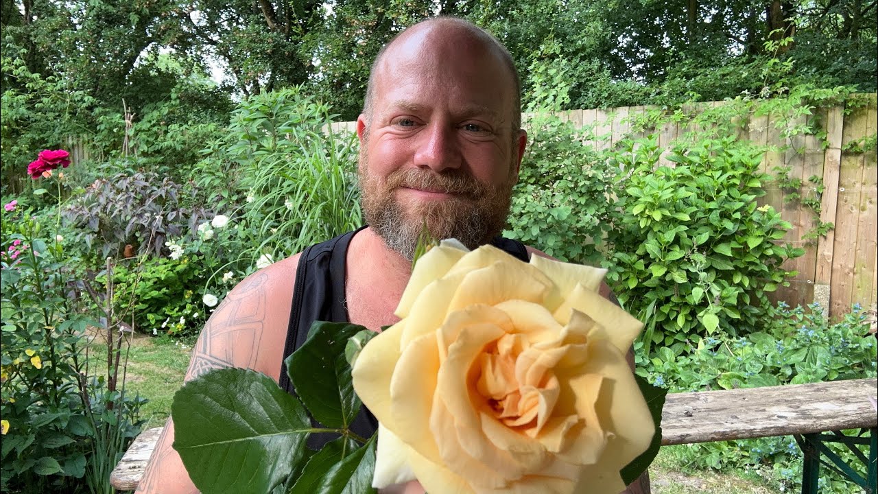 Personal review of shrub rose “Debbie Phillips” from @harknessroses4035 ...