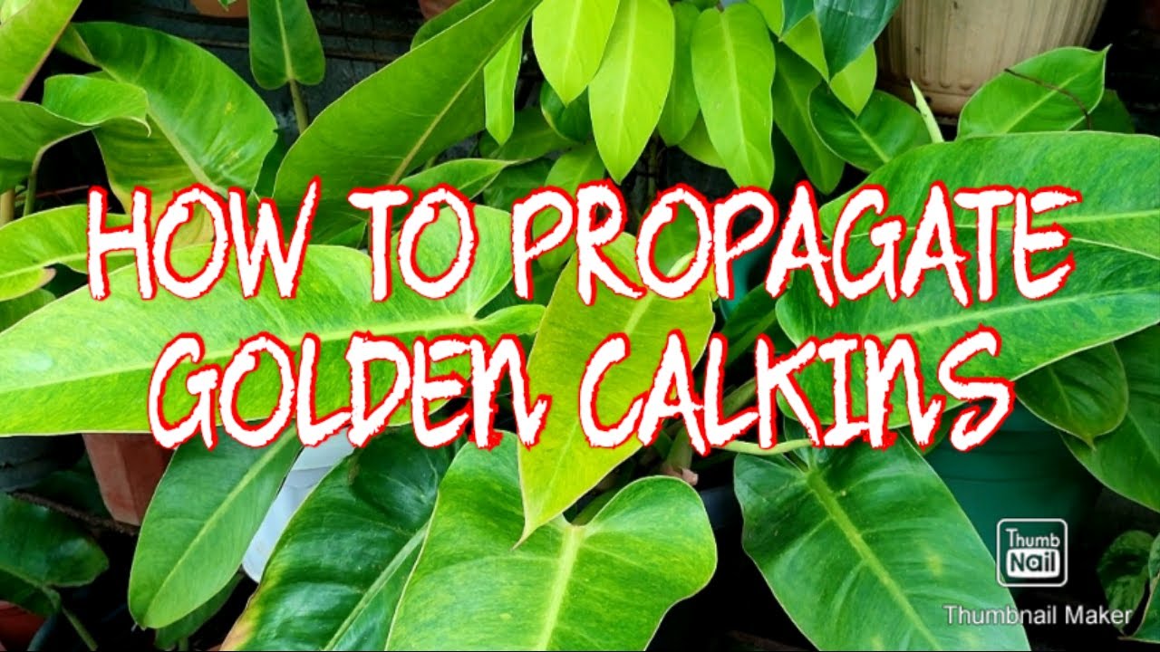 HOW TO PROPAGATE GOLDEN CALKINS PHILODENDRON - YouTube