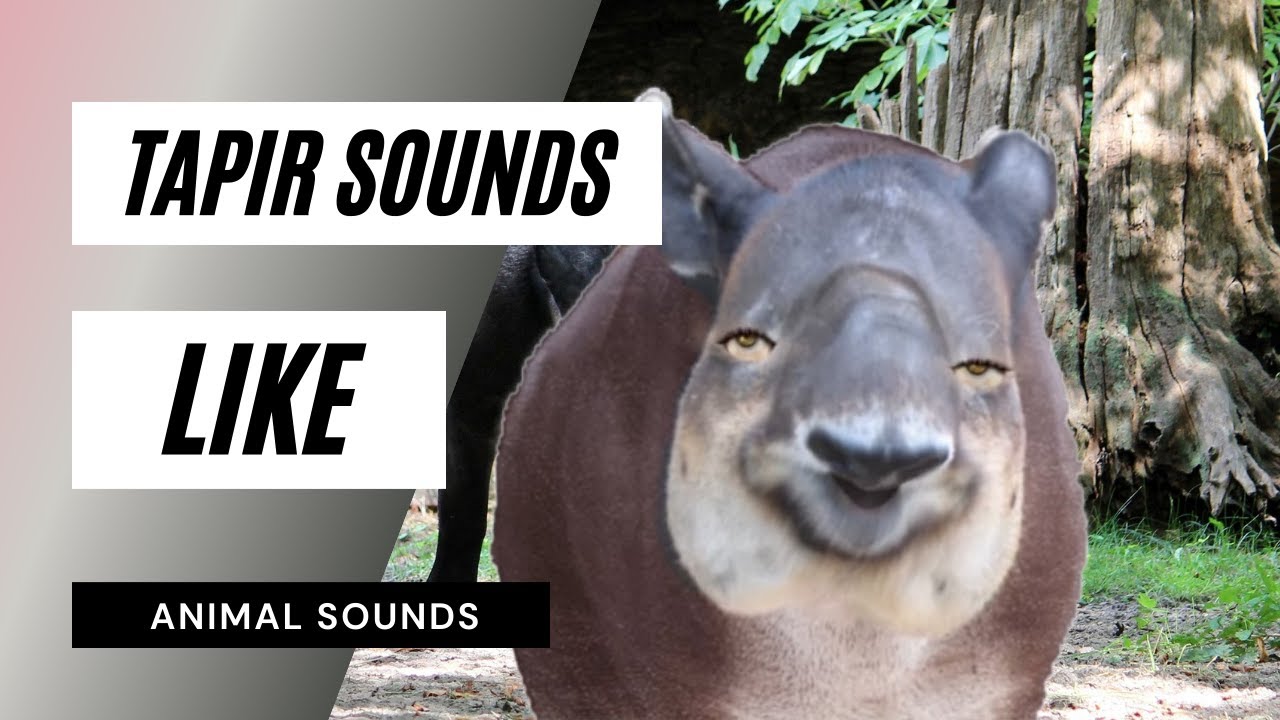 The Animal Sounds: Tapir Sounds Like / Sound Effect / Animation - YouTube