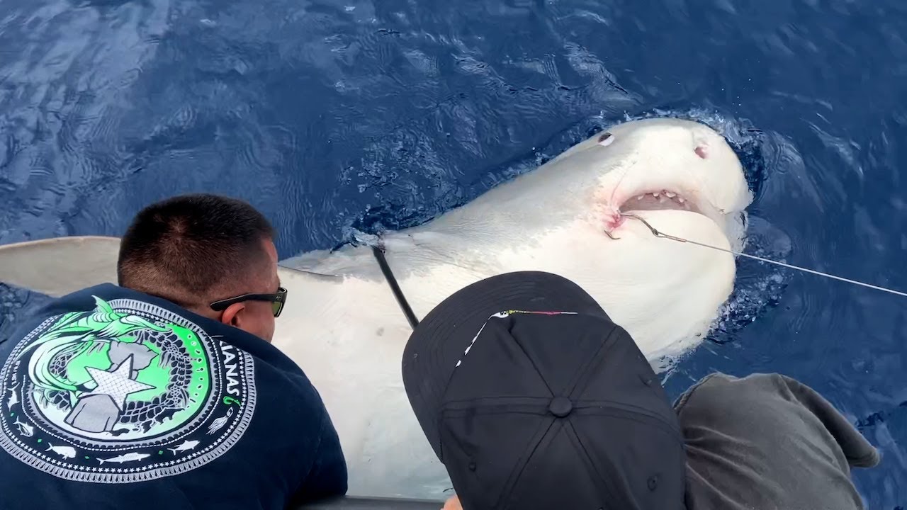 Shark Depredation in Guam- VOS10-4 (trailer) - YouTube