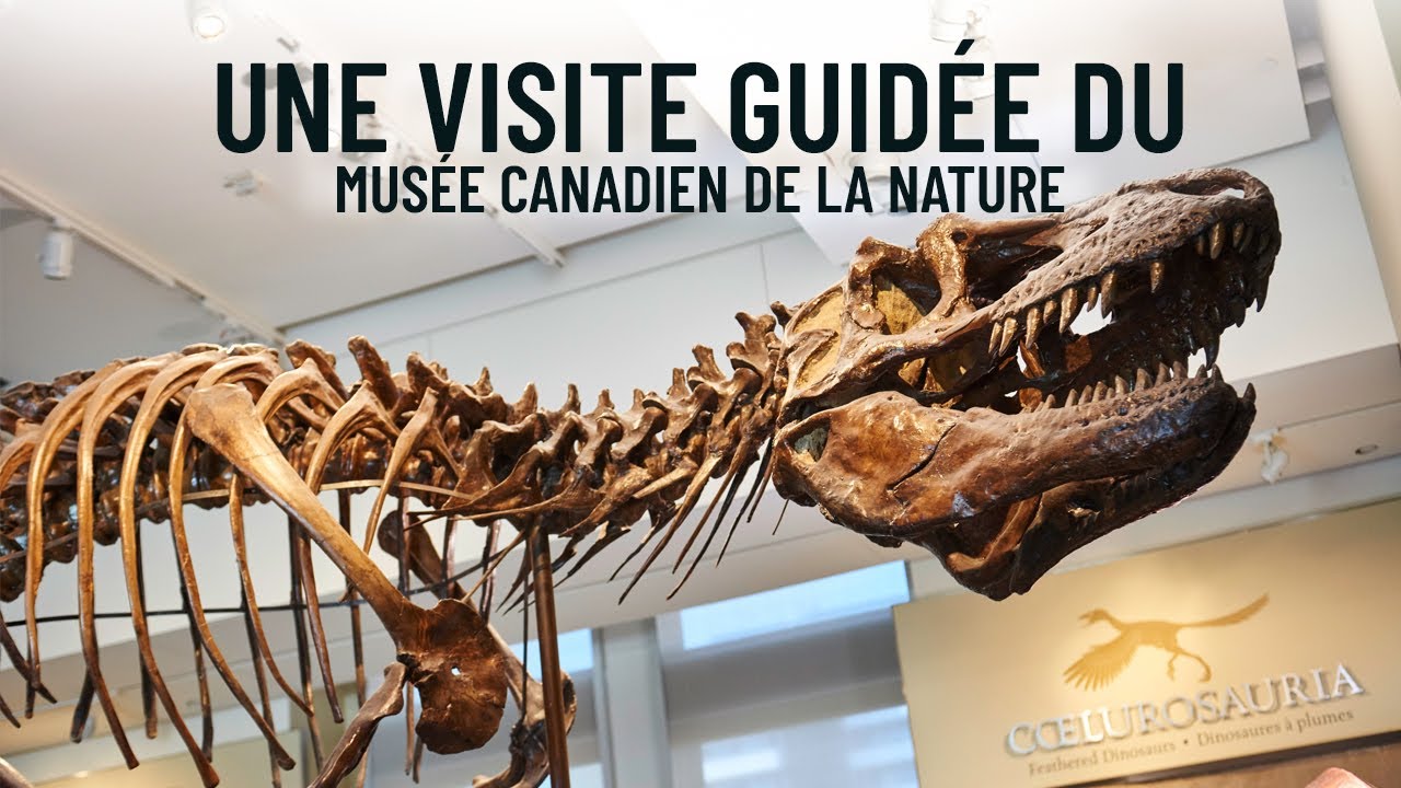 Une visite guidée du Musée canadien de la nature - YouTube
