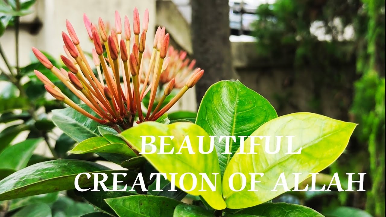 BEAUTIFUL CREATION OF ALLAH || #AAGVLOGS #nature #naturebeauty - YouTube