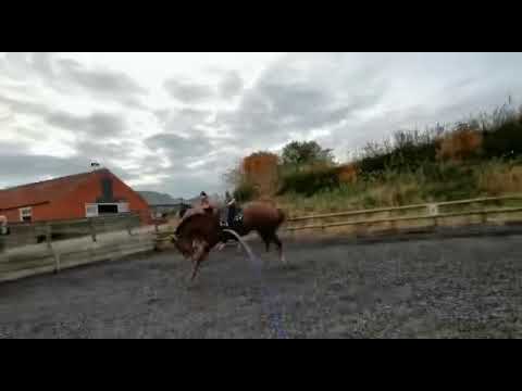Lunge