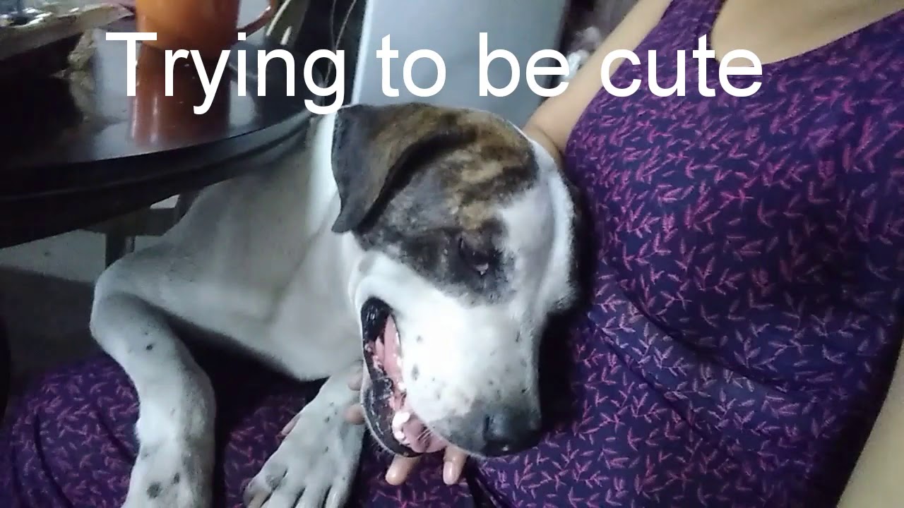 Dog fart. He look so innocent. Umutot si Dagul. - YouTube