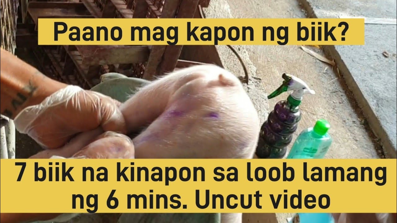 Paano Mag Kapon Ng Biik?| Madaling Paraan Ng Pag Kakapon Ng Biik - YouTube