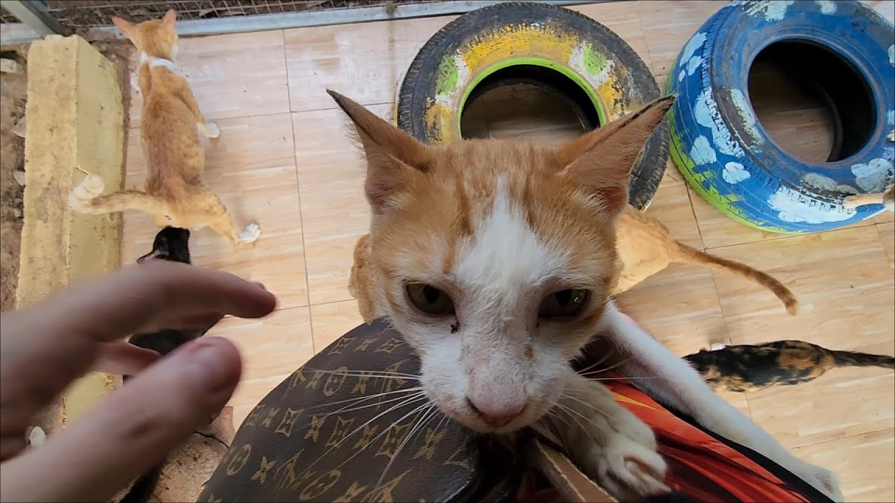 What it's like to be chilling with 90 cats as a dog lover 😂 - YouTube