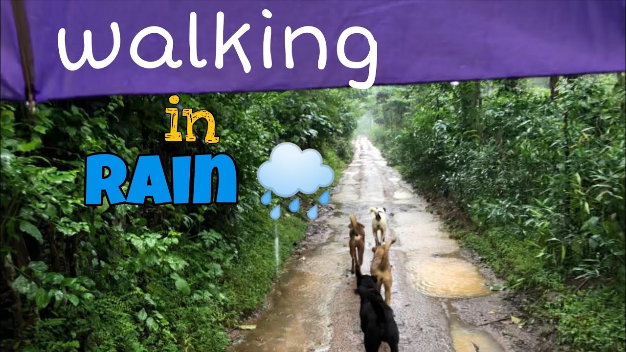Walking with Dogs in Heavy Rain - Monsoon in Coorg ️ - YouTube